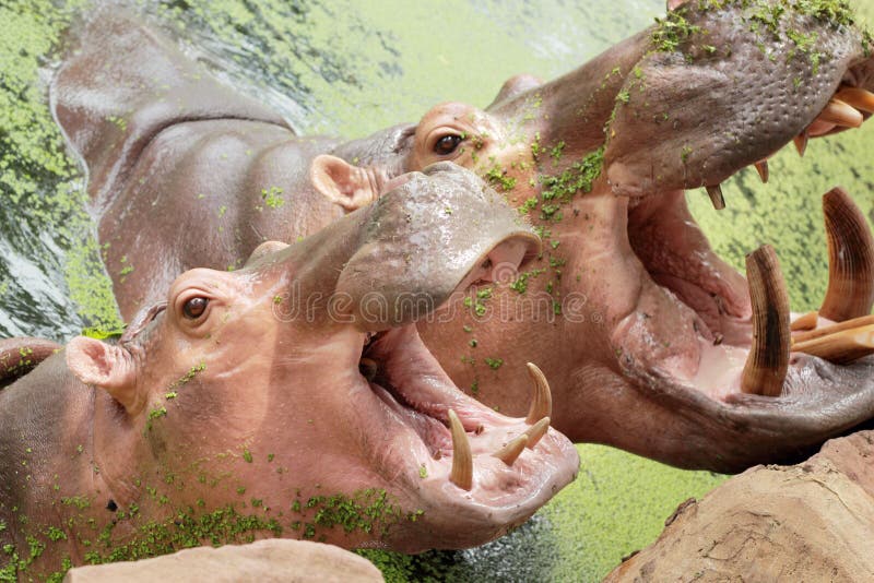 Hippo (Hippopotamus Amphibius) Stock Image - Image of wildlife, delta ...