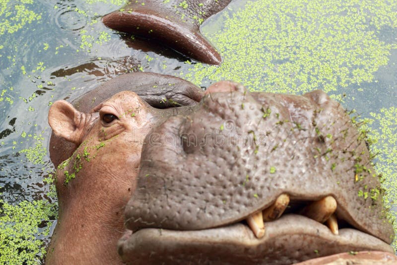 Hippo Portrait in the Nature Stock Photo - Image of hippopotamus, wild ...