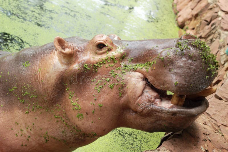 Hippo Portrait in the Nature Stock Image - Image of hippopotamus ...