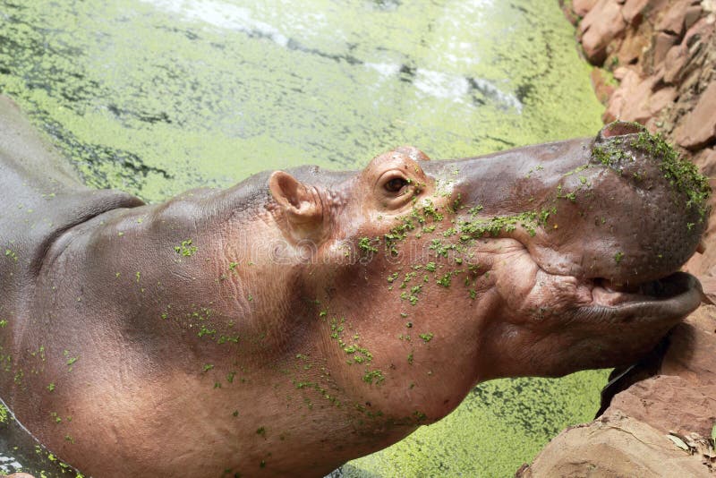 Hippo Portrait in the Nature Stock Image - Image of pets, hippopotamus ...