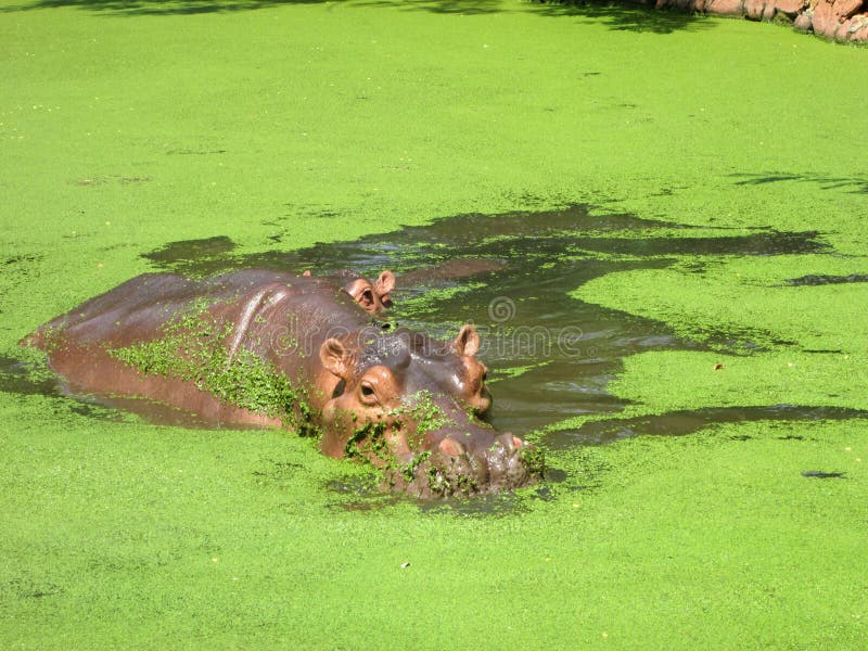 Hippo Portrait in the Nature Stock Photo - Image of botswana, africa ...