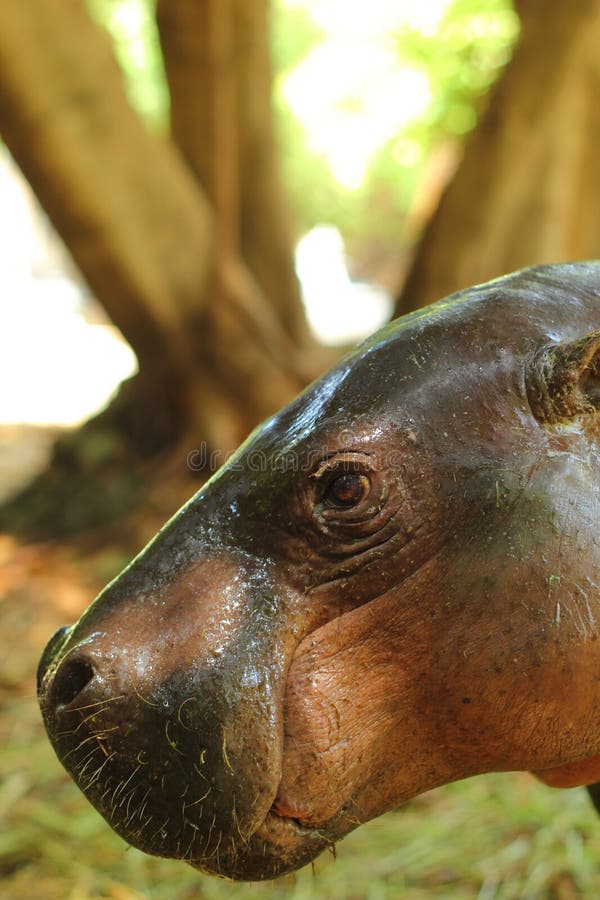 Hippo Portrait in the Nature Stock Image - Image of animal, africa ...