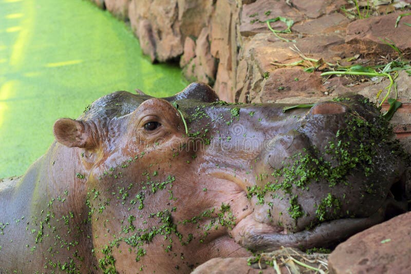 Hippo Portrait in the Nature Stock Image - Image of aquatic, wildlife ...