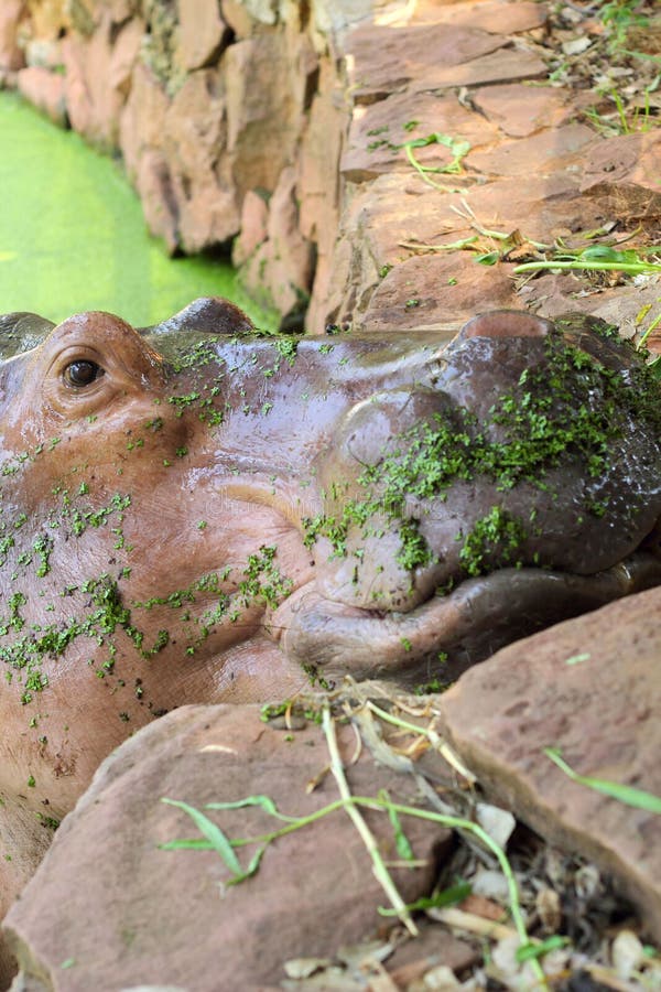 Hippo Portrait in the Nature Stock Image - Image of wildlife, mammal ...