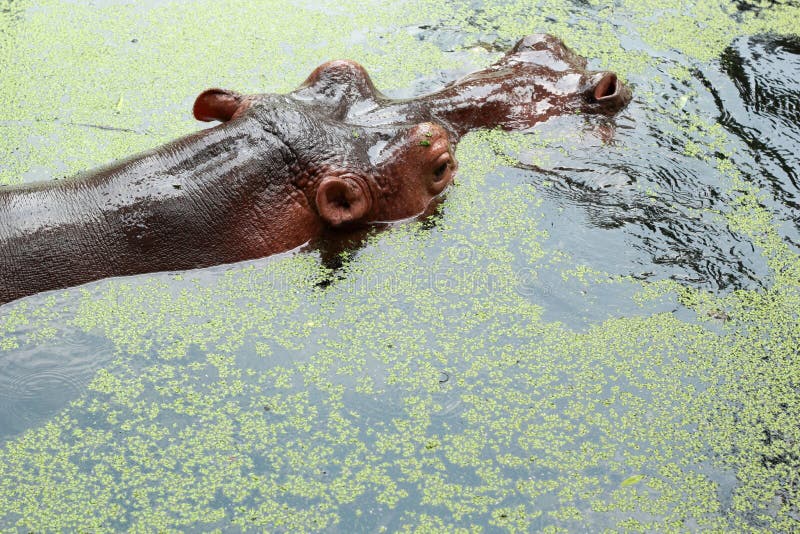Hippo Portrait in the Nature Stock Photo - Image of safari, animals ...