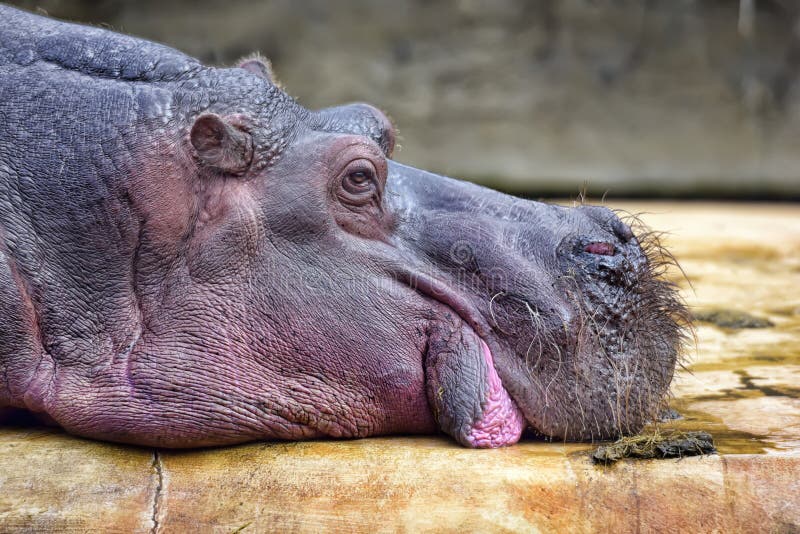 Hippo portrait stock photo. Image of creature, hippo - 52258458