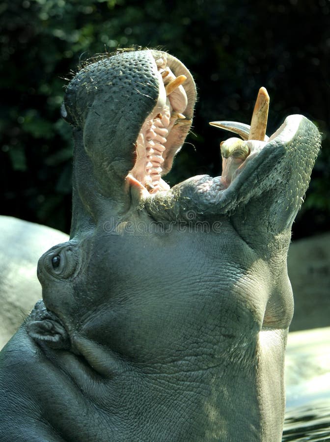 Hippo Profile stock image. Image of rare, mouth, africa - 6991297
