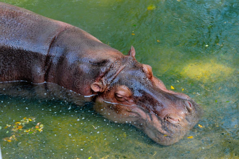 Hippo on relaxing stock image. Image of amphibious, sleep - 18055545