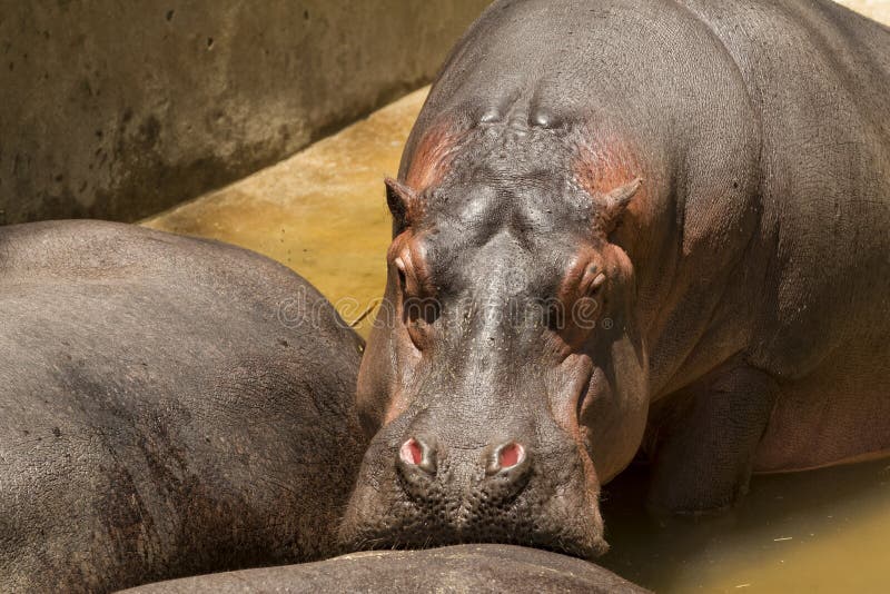 Hippo resting stock photo. Image of hippopotamus, mammalia - 50866558