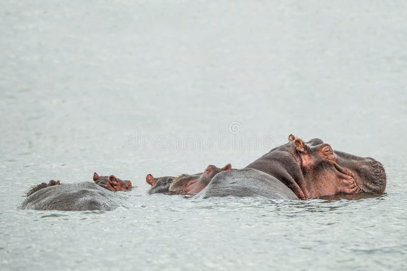 Hippo resting stock photo. Image of hippopotamus, mammalia - 50866558