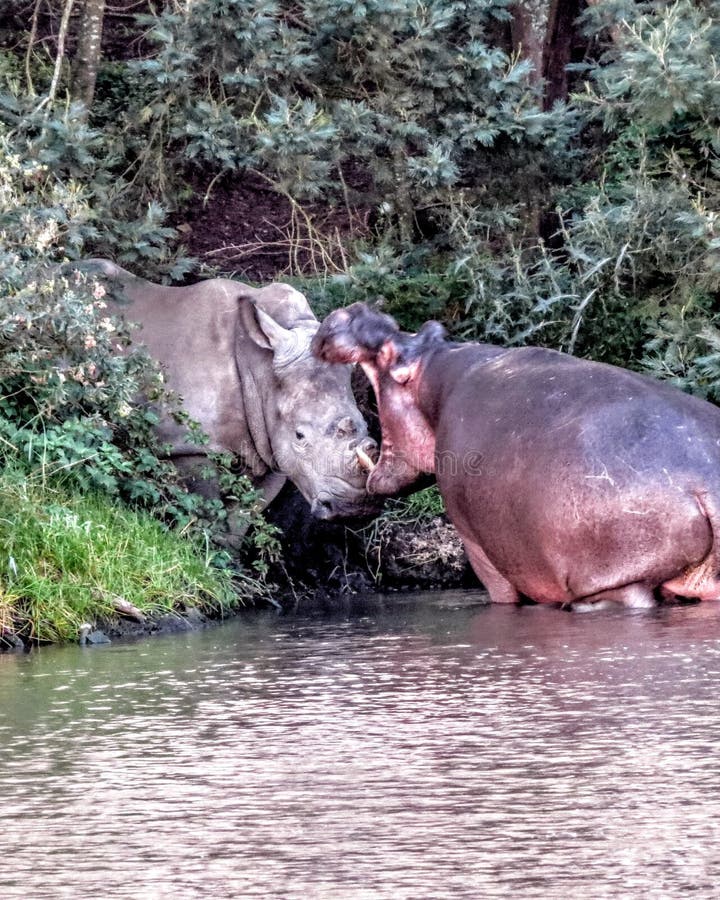 Hippo and Rhino Confrontation Stock Photo - Image of confrontation ...