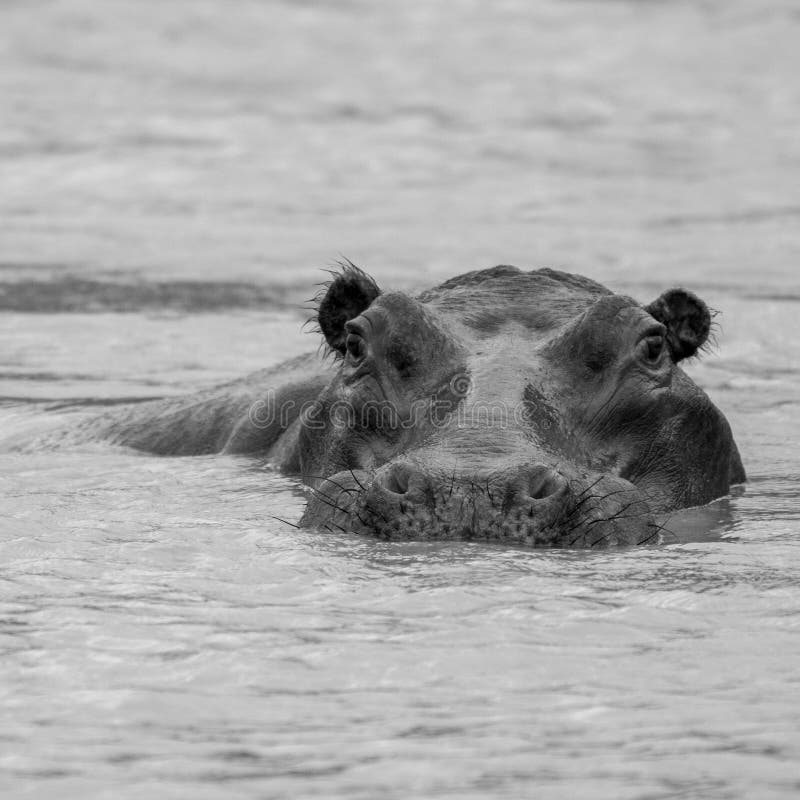 Hippo in a river in Africa stock image. Image of africa - 121876699