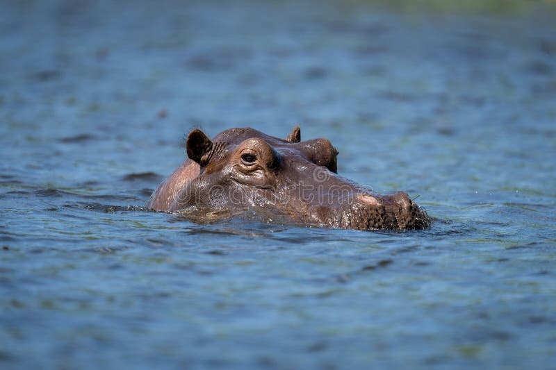 Hippo in River Watching Camera in Sunshine Stock Photo - Image of ...