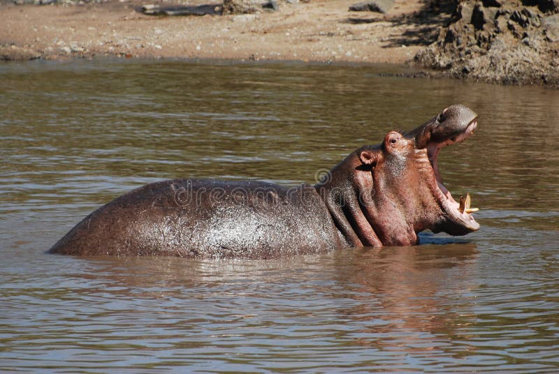 Hippo Roaring stock image. Image of tusks, africa, river - 13202399