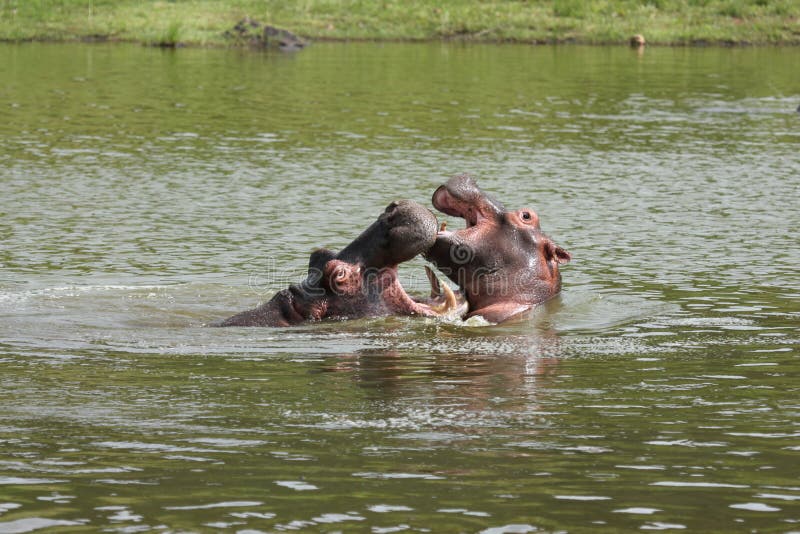 Hippo s playing stock image. Image of hippo, mammal, wildlife - 40944983