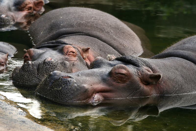 Sleeping Hippo stock photo. Image of mammal, amphibius - 2742892