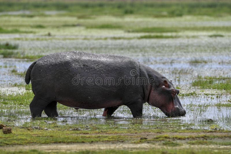 Roasted Whole Chicken stock photo. Image of food, vegetables - 22309576