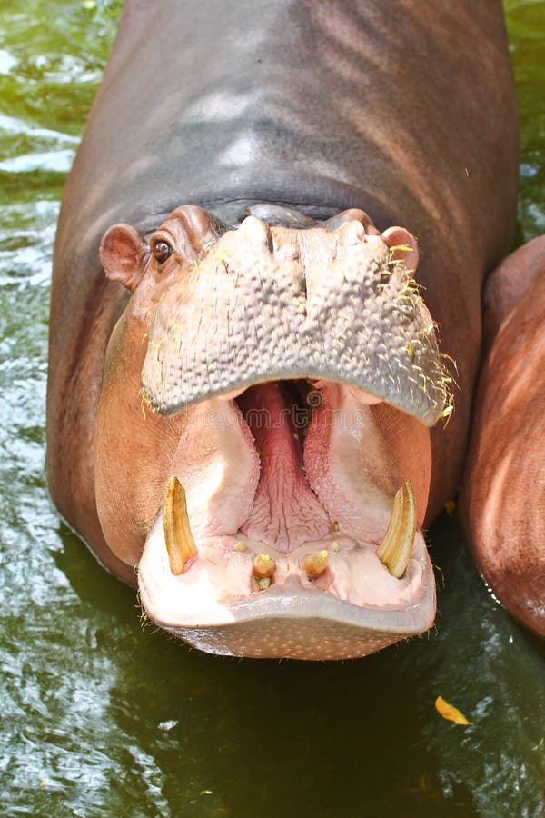 Hippo stock image. Image of hippopotamus, tooth, mammal - 38867135