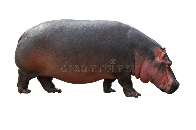 Hippo Side Royalty Free Stock Photo - Image: 4888405