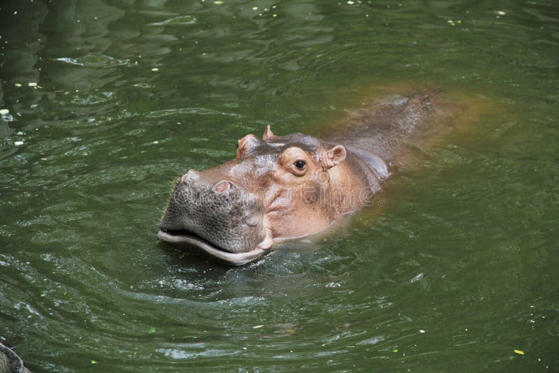 Hippo sitting in the river stock image. Image of thick - 137206671