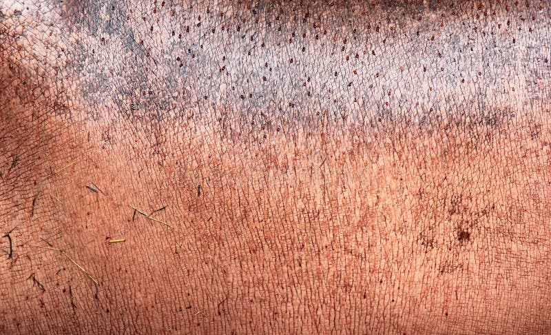 Hippo skin stock photo. Image of epidermis, hippopotamus - 26867430