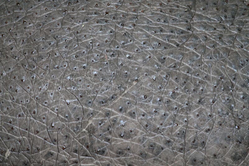 Hippo skin texture stock photo. Image of texture, cell - 319533264
