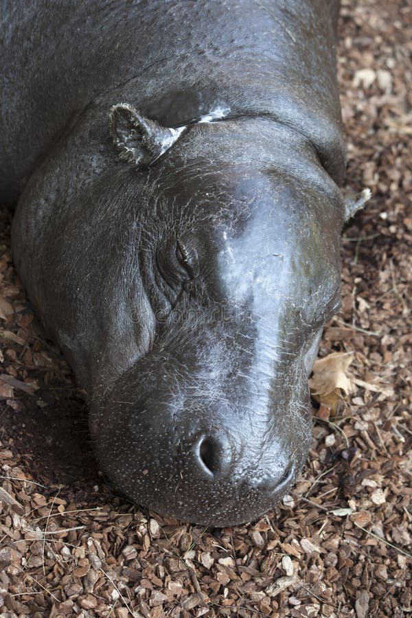 Hippo sleeping stock photo. Image of pink, wild, grey - 10617730