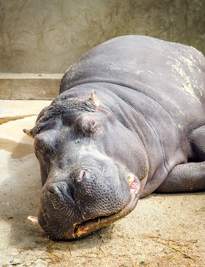 Sleeping Hippo stock photo. Image of mammal, amphibius - 2742892