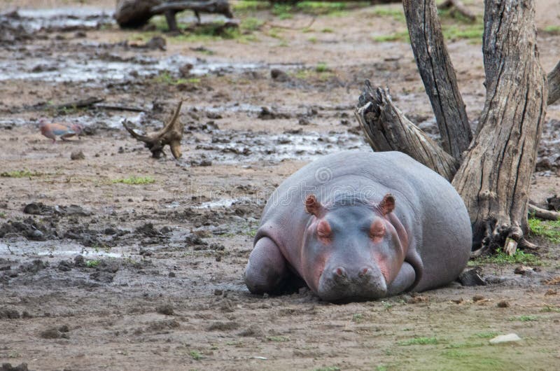 Sleeping Hippo stock photo. Image of mammal, nose, hippopatamus - 2742892