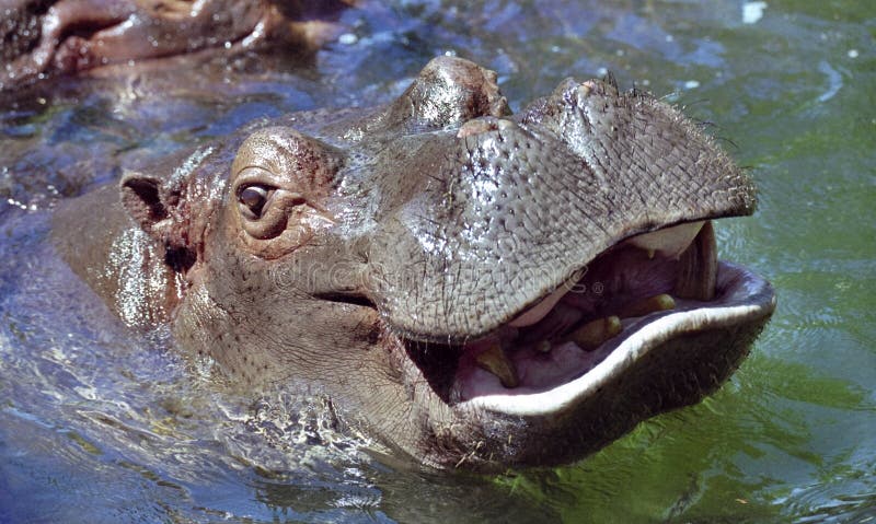 Hippo smile stock image. Image of wildlife, bathing, amphibious - 6321801