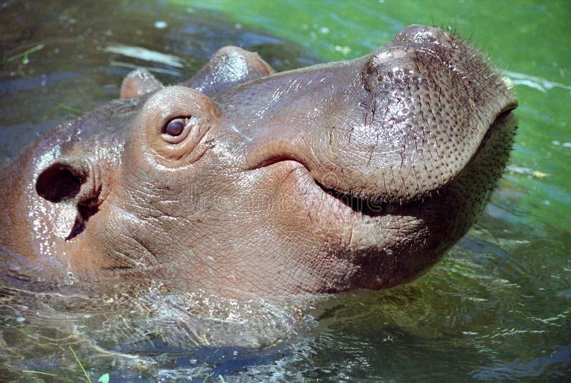 Hippo smile stock image. Image of wildlife, bathing, amphibious - 6321801