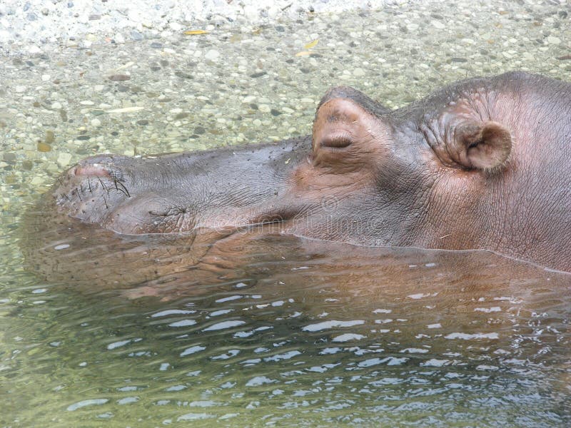 Hippo smiling stock image. Image of sleep, hippo, serenity - 164829