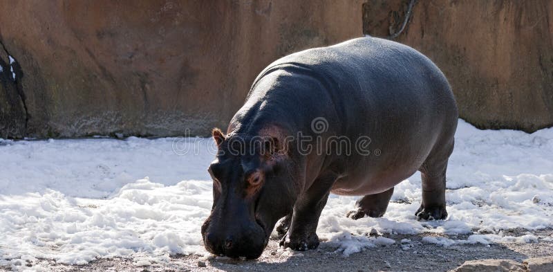 Hippo in the snow stock photo. Image of herbivore, wildlife - 18087300