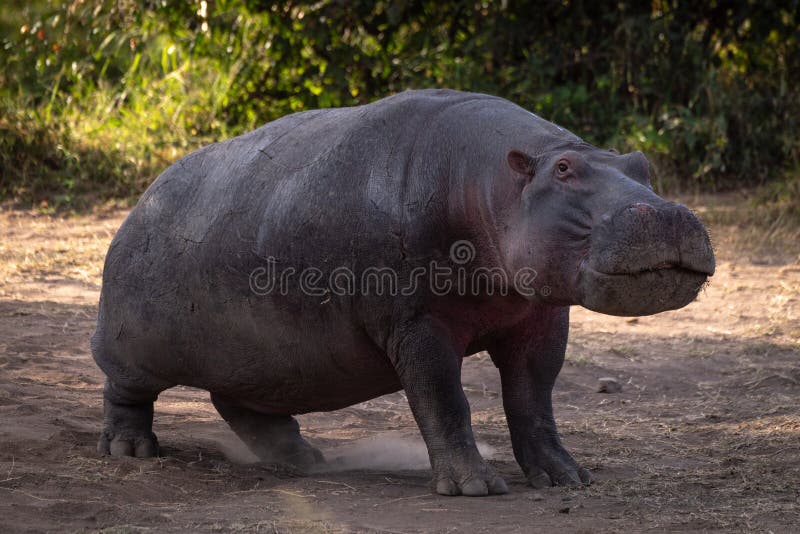 Hippo Standing Behind Other Hippo Stock Photo - Image of wildlife ...