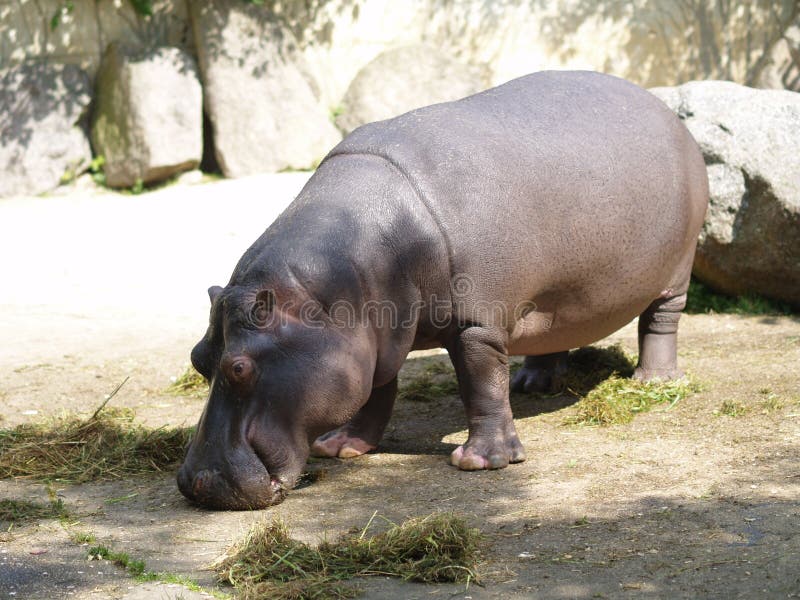 Hippo stock image. Image of standing, stand, feeding - 25634749