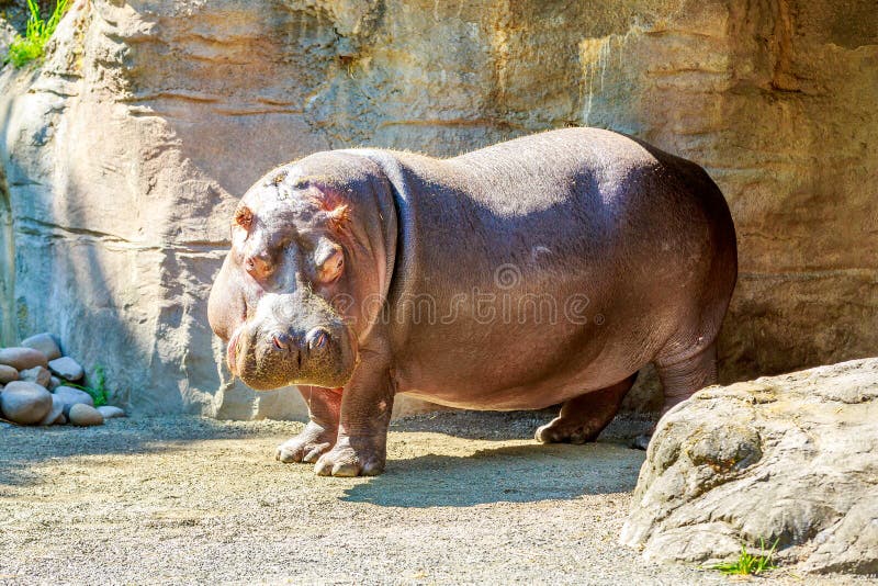Hippo standing stock image. Image of camera, horizontal - 54100151