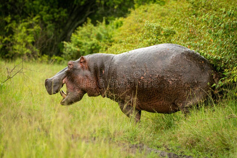 Hippo Standing In Bushes On Muddy Riverbank Stock Image - Image of ...