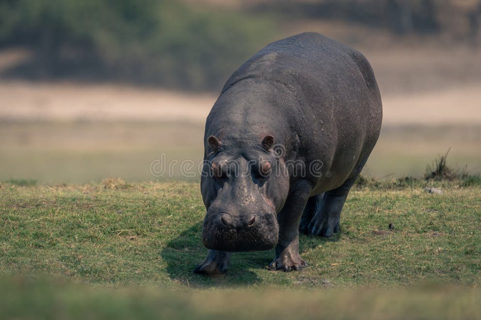 Hippo Stands on Grassy Floodplain Watching Camera Stock Photo - Image ...