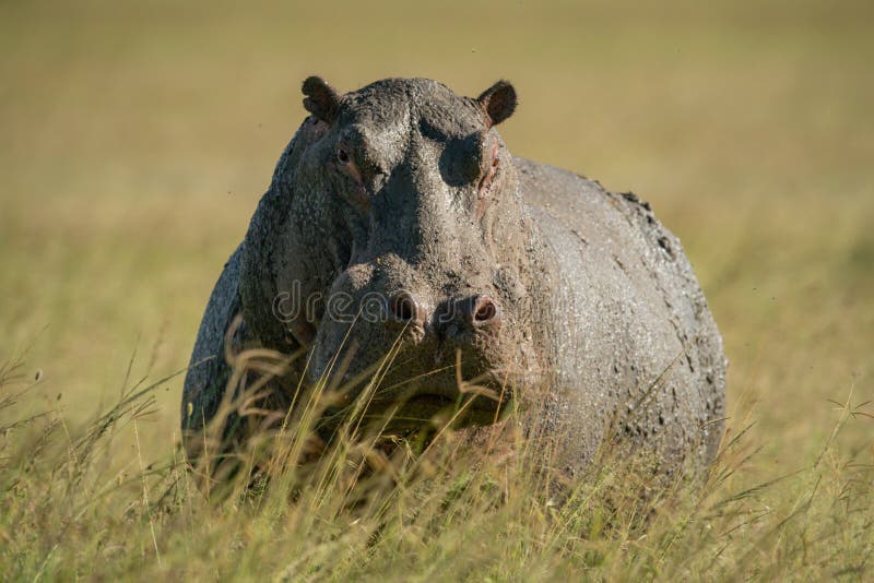Hippo Stands Watching Camera in Long Grass Stock Image - Image of ...