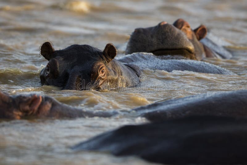 A pod of Hippo at sunset stock photo. Image of pink, eyes - 64513936