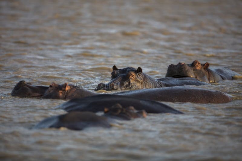 Hippo at sunset stock image. Image of africa, bird, birding - 64513845
