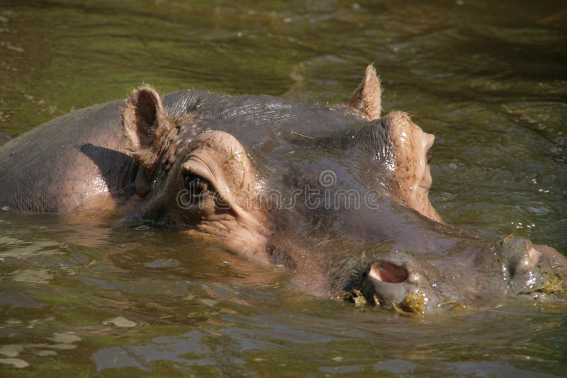 Hippo stock image. Image of nostril, bath, animal, face - 67858887