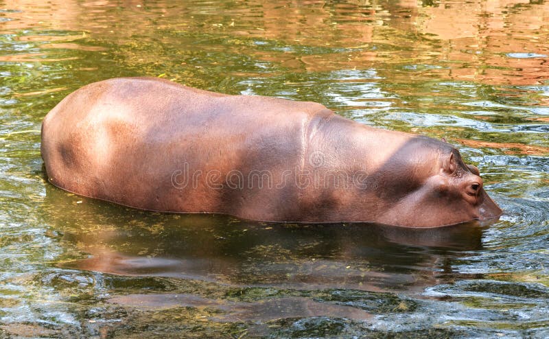 Hippo stock image. Image of face, close, nature, wild - 53532575