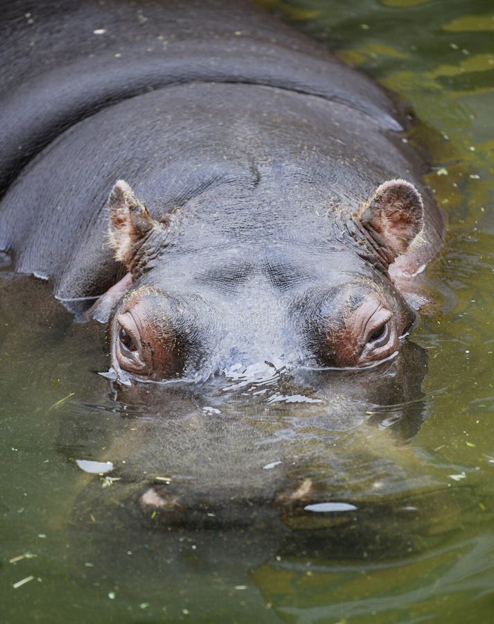 Hippo in muddy water stock image. Image of side, rocks - 5774421