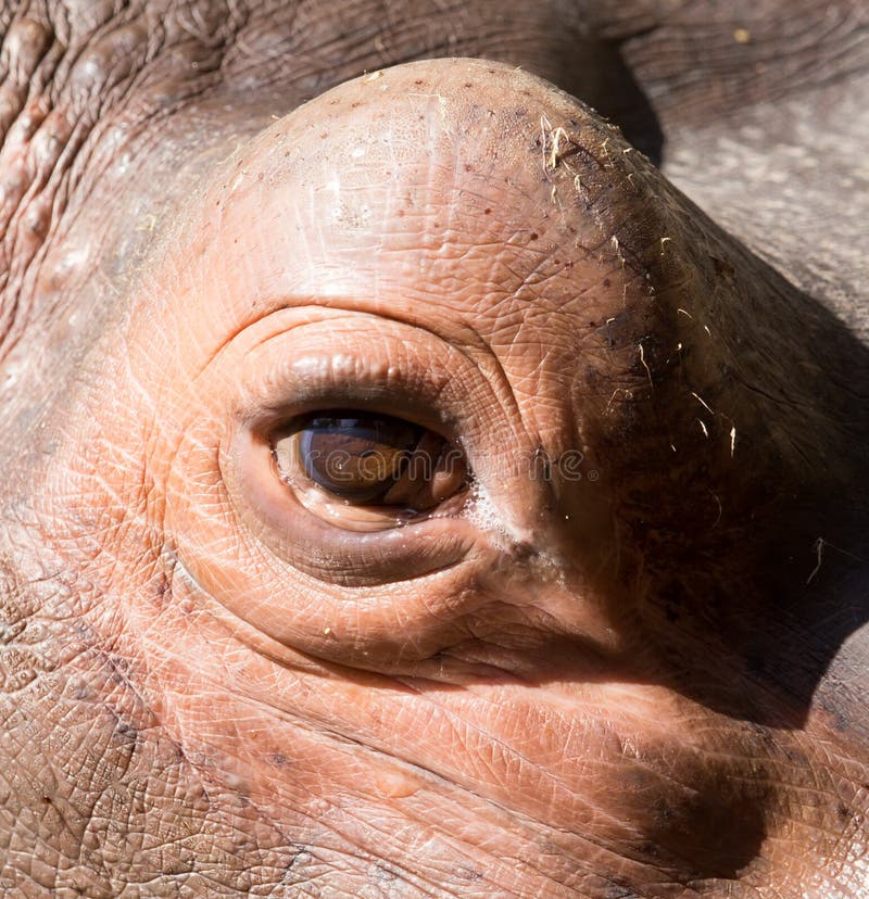 Hippo teeth stock photo. Image of life, animal, closeup - 111236418