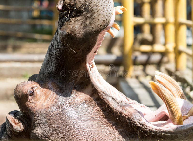 Big Hippo Teeth stock photo. Image of mammal, teeth, torso - 12604716