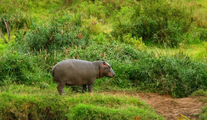 Hippo van de baby stock foto. Image of herbivoor, kenia - 11522398