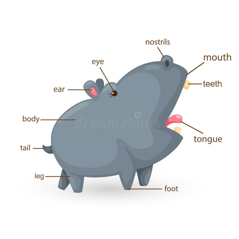 Ear Hippopotamus Stock Illustrations – 69 Ear Hippopotamus Stock ...
