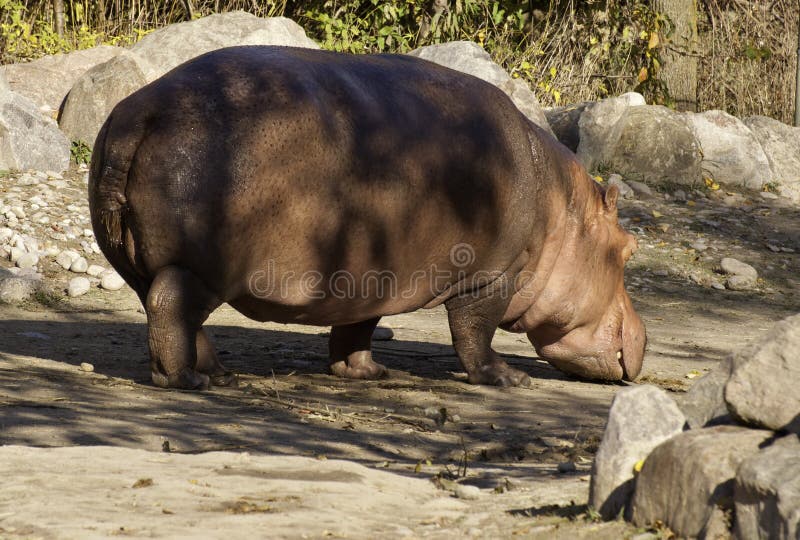 Hippo walking stock image. Image of mammal, nature, huge - 27395873