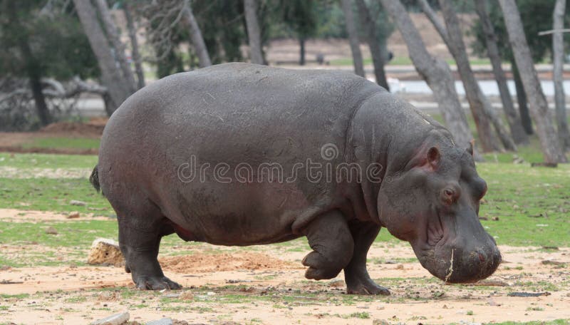 An Hippo Walking in a Grassy Area with Trees and Bushes Stock Image ...